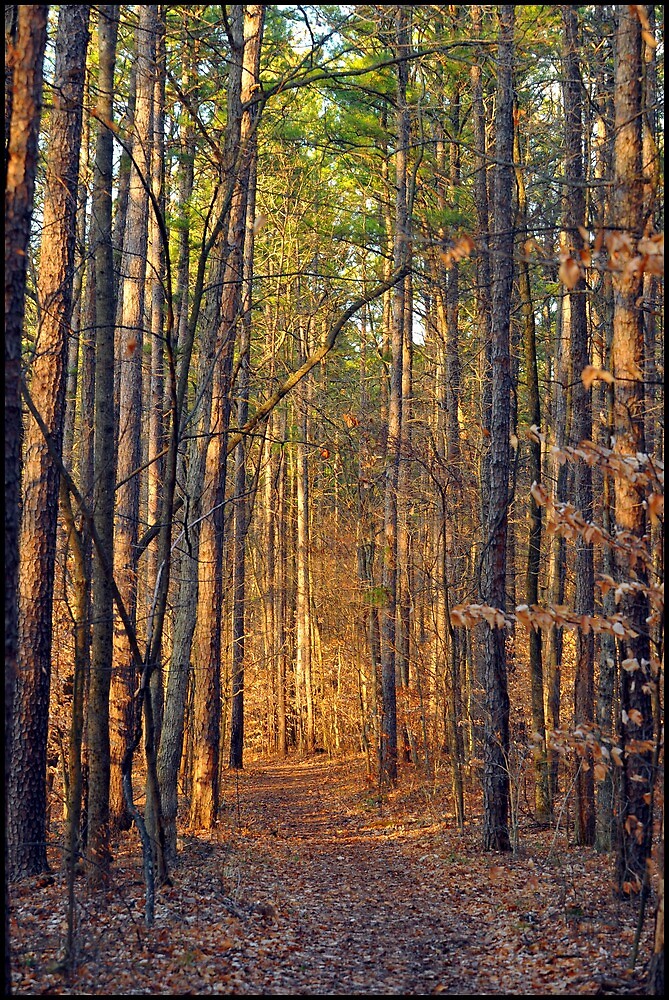 "Forest" by Richard Sitler | Redbubble