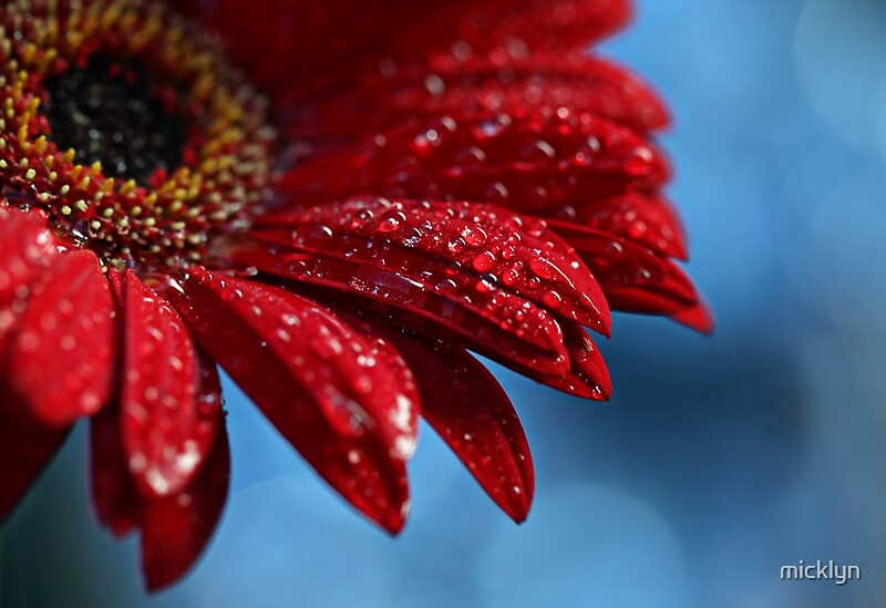 "Blue Red Delicious" by micklyn | Redbubble