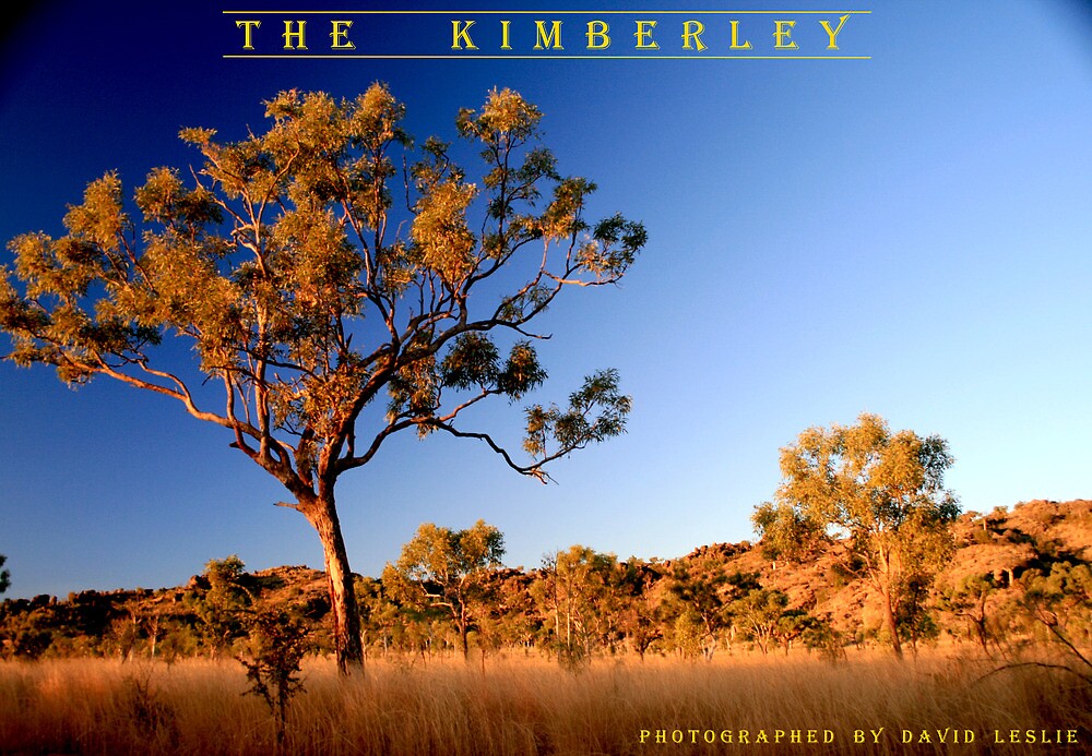 "Sunset Tree, The Kimberley, Australian Outback" by Downhillerdave ...