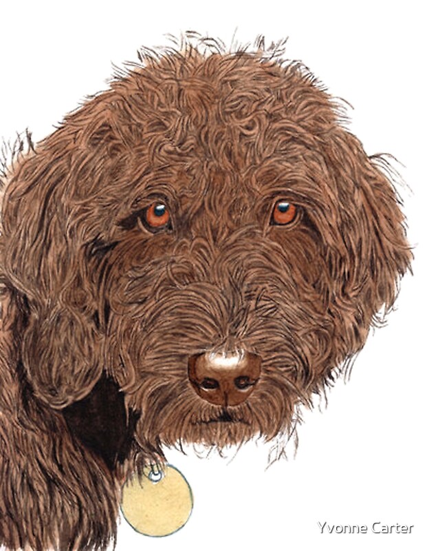 "Chocolate Labradoodle" by Yvonne Carter | Redbubble