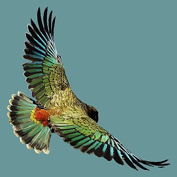 "New Zealand Kea" Poster for Sale by BeThreeDesigns | Redbubble