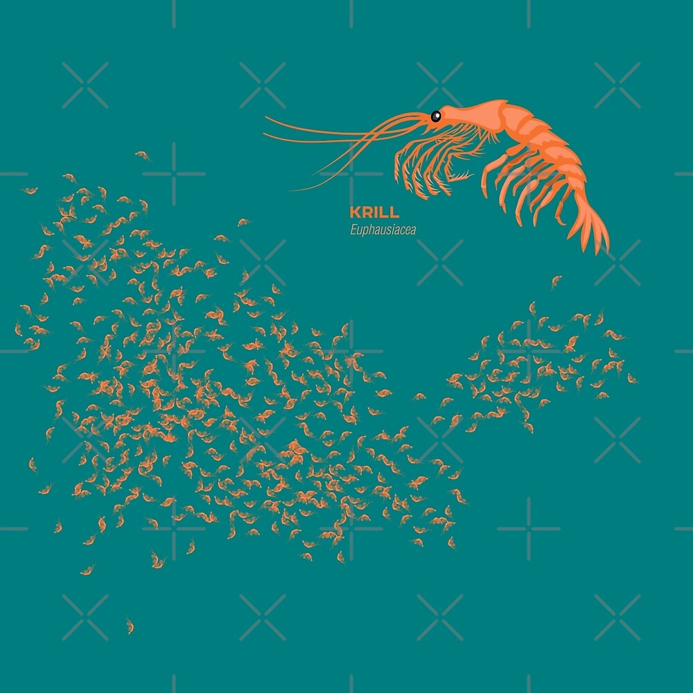 "Krill Close-up" by PepomintNarwhal | Redbubble
