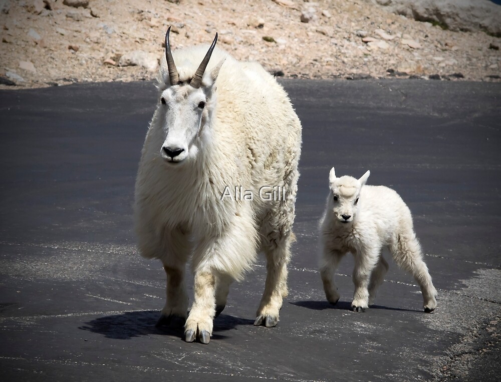 "Mountain Goats" by Alla Gill | Redbubble