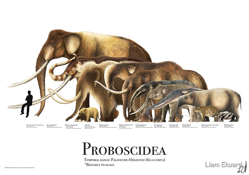 "Proboscidea" by Liam Elward | Redbubble