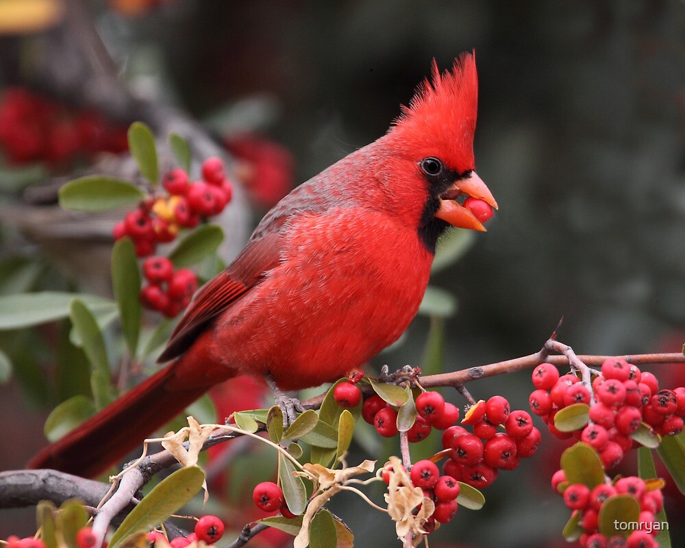 "Northern Cardinal" by tomryan | Redbubble