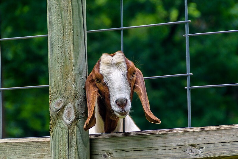 "Hey There, Human!" by Darrell Kroulik | Redbubble