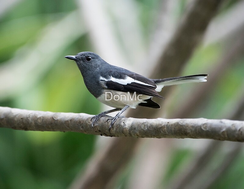 "Pied Robin Posing" by DonMc | Redbubble