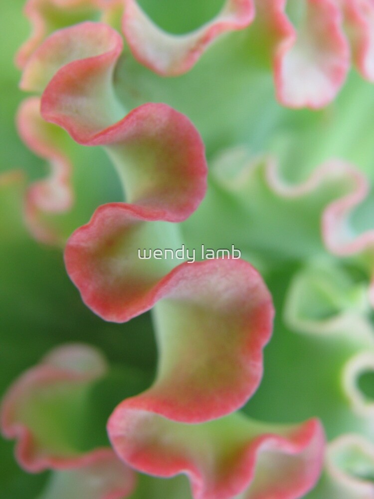 "curly leaf succulent" by wendy lamb | Redbubble