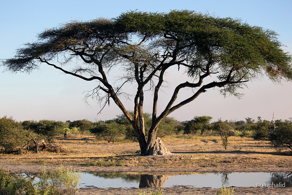 "An Acacia tree in Botswana" by nymphalid | Redbubble