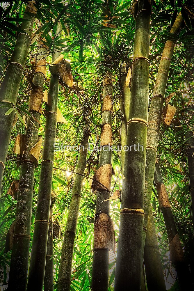"Bamboo" by Simon Duckworth | Redbubble