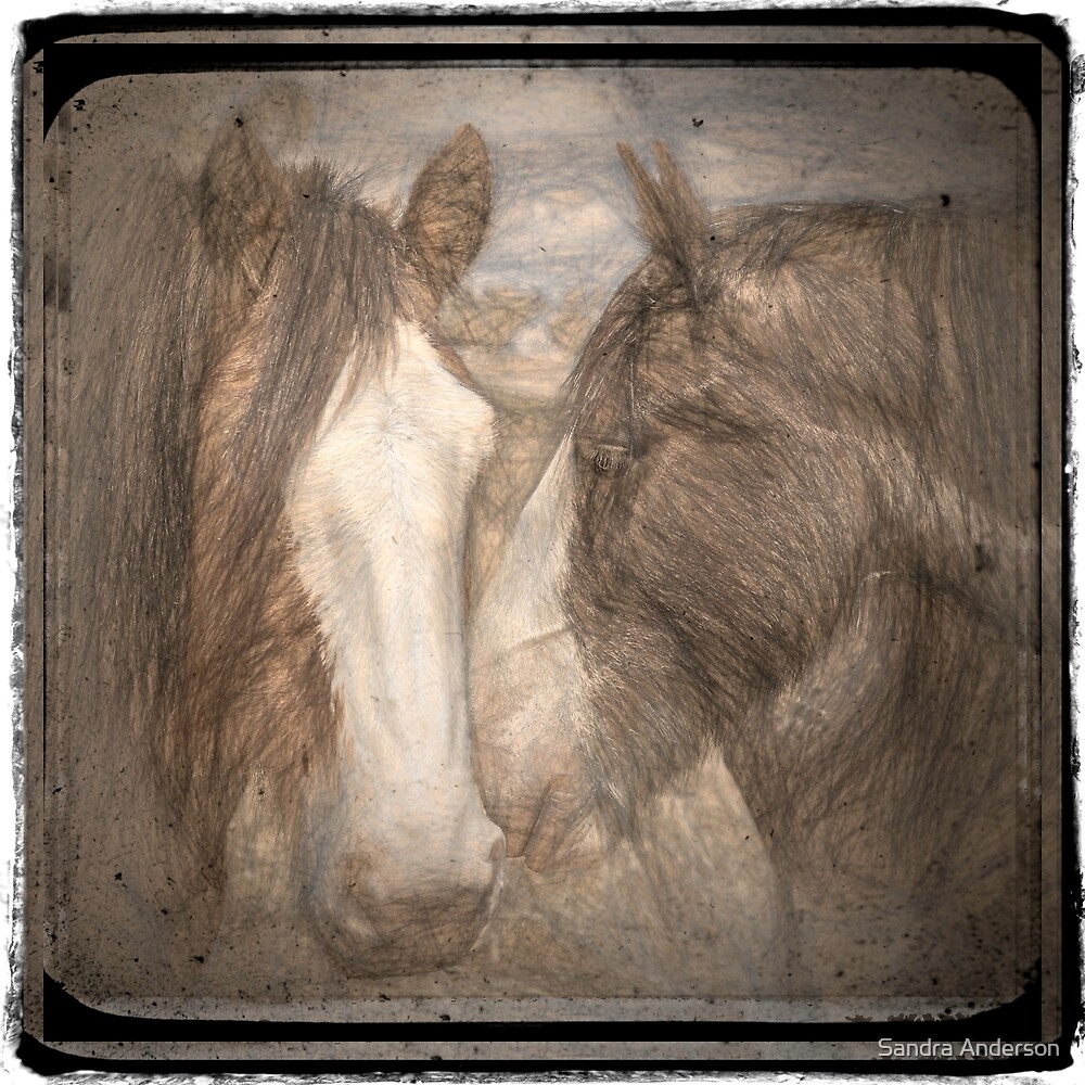 "Clydesdale art" by Sandra Anderson | Redbubble