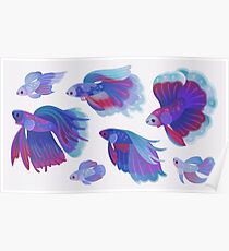 Betta Fish Posters | Redbubble