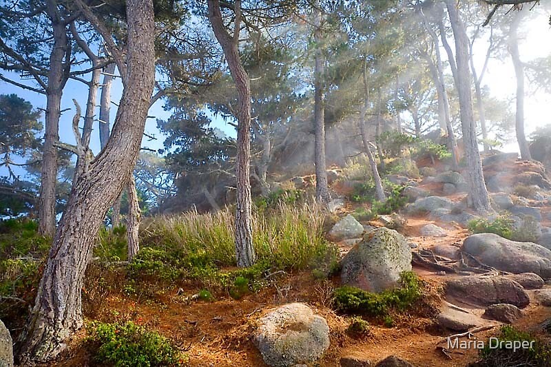 "North Shore Trail, Point Lobos, Carmel, California" by Maria Draper ...