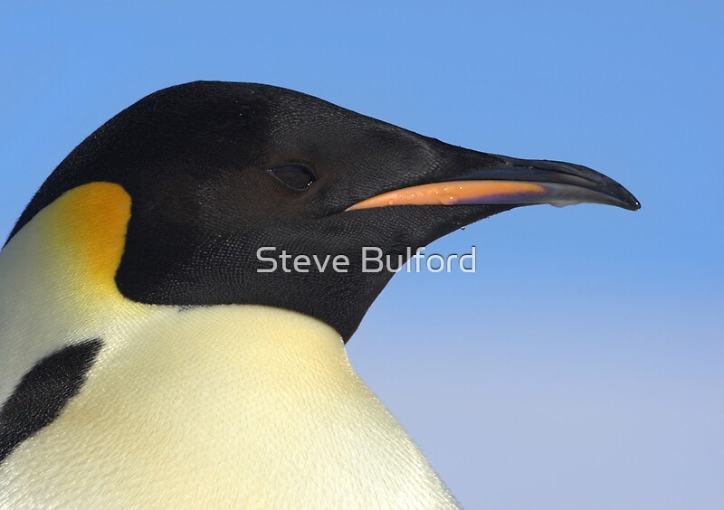 "Emperor Penguin Headshot" by Steve Bulford | Redbubble