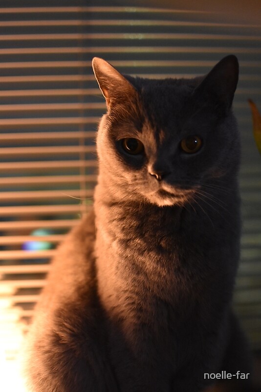 "Evening Cat" by noelle-far | Redbubble
