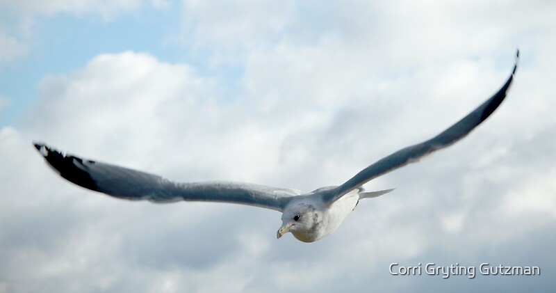 "Swooping Seagull" by Corri Gryting Gutzman | Redbubble