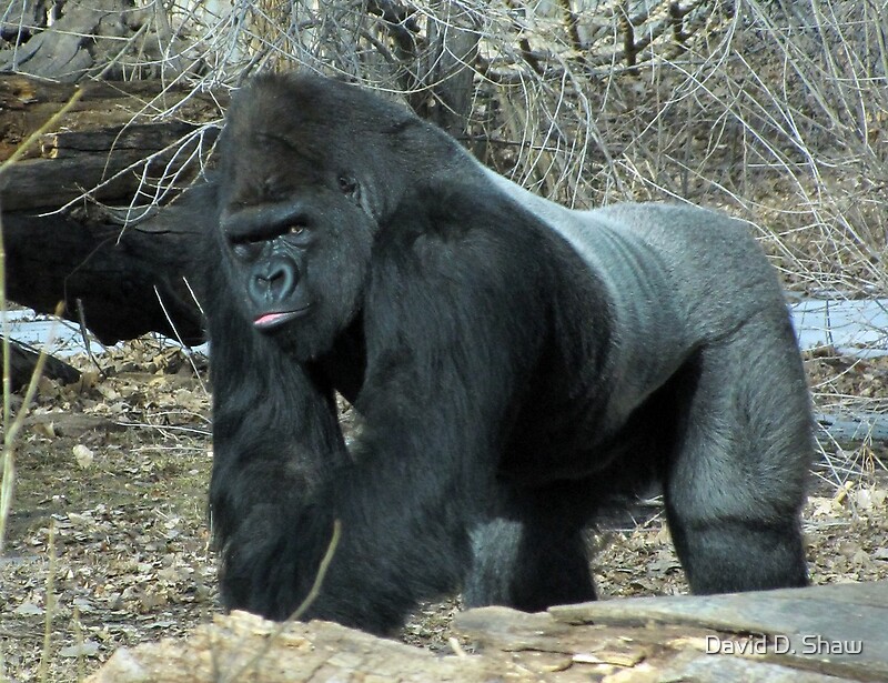 "Gray Back Gorilla" by David Shaw | Redbubble