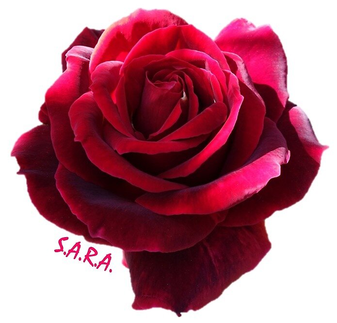 "Red Rose Sara Design" by SARAWorld | Redbubble