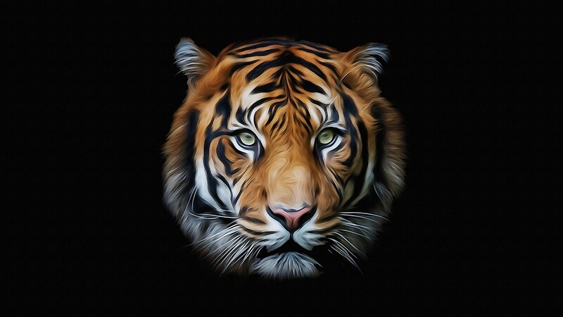 "Tiger in shadow on black background" by Disah | Redbubble