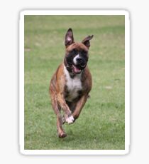 Staffy: Stickers | Redbubble