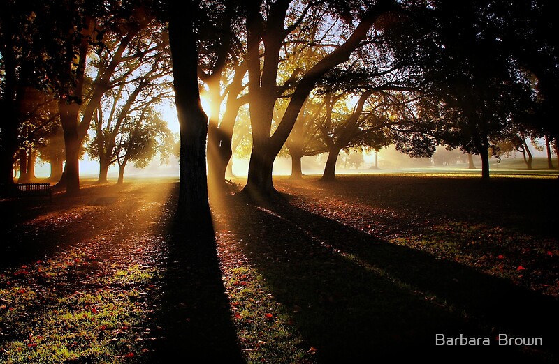 "Morning Shadows" by Barbara Brown | Redbubble
