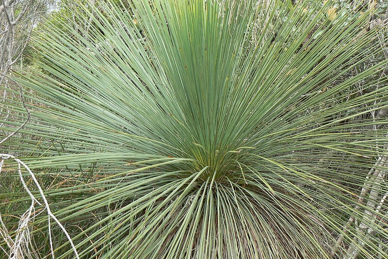 "Green spiky palm" by DStewart1 | Redbubble