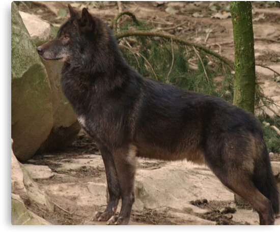 "Alpha Male Grey Wolf" Canvas Prints by Franco De Luca Calce | Redbubble