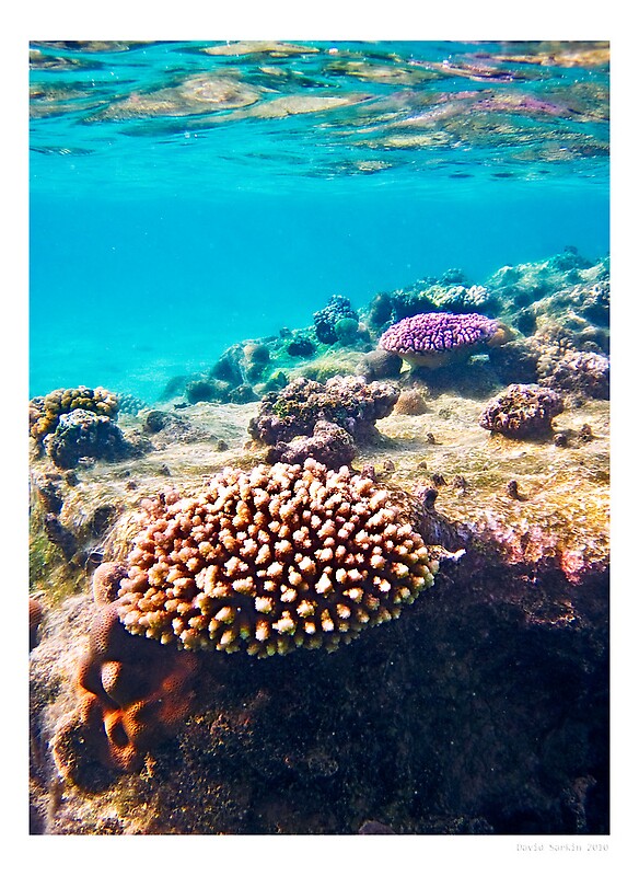 "coral colours - rarotonga cook islands" by David Sarkin | Redbubble
