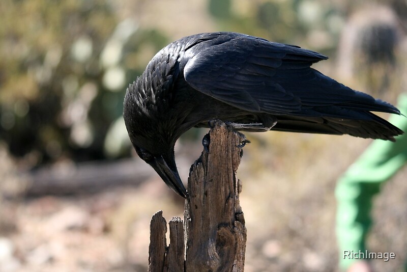 "In there stepped a stately Raven....." by RichImage | Redbubble