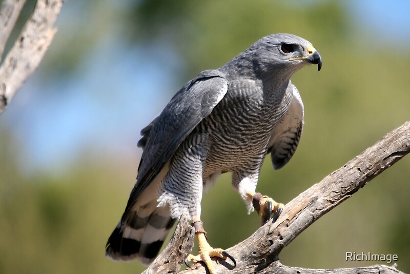 "Grey Hawk..." by RichImage | Redbubble