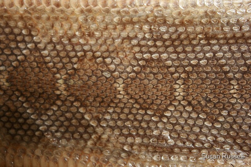 "Rattlesnake Skin" by Susan Russell | Redbubble