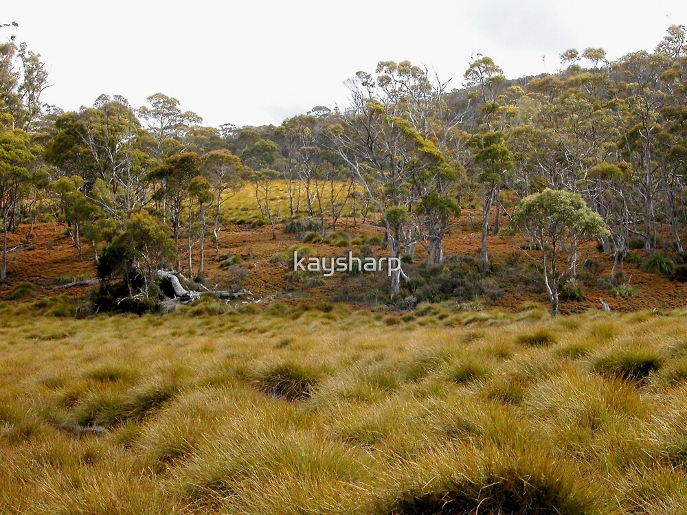 "Button Grass and Alpine Coral Fern, Cradle Mountain, Tasmania ...
