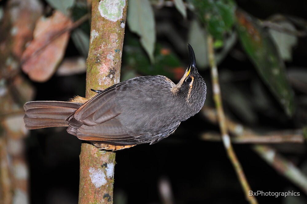 "Victoria’s Riflebird (Ptiloris victoriae)" by BxPhotographics | Redbubble