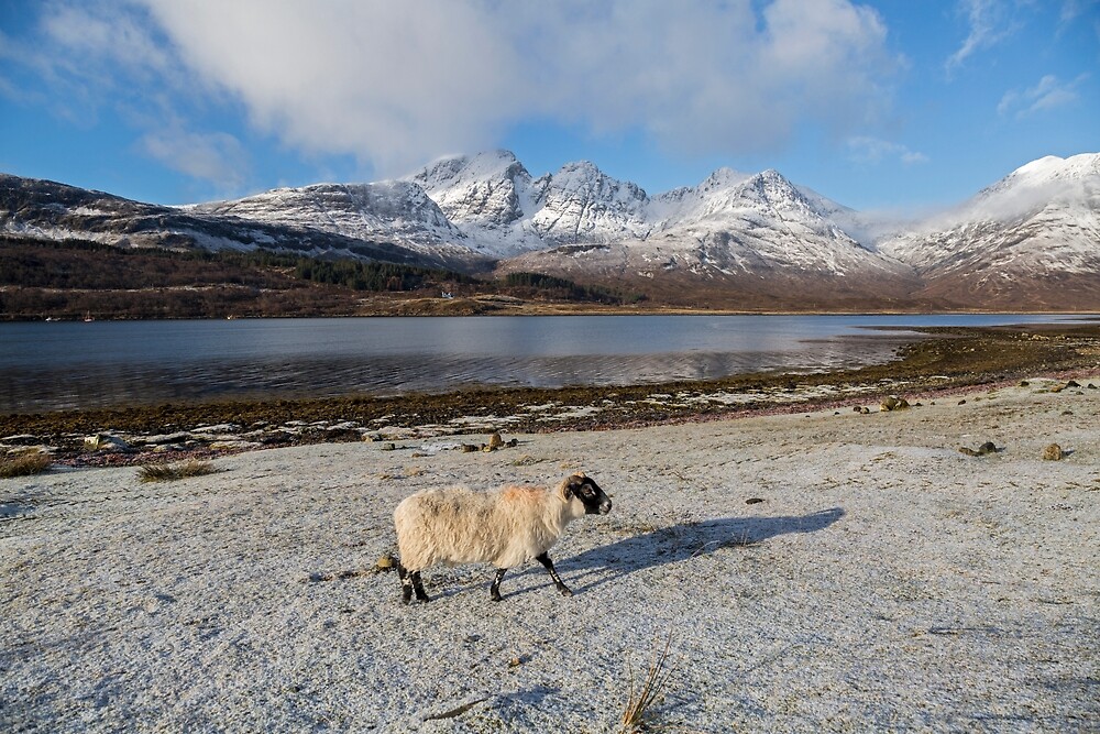 "Bla Bheinn( Blaven) and a Blackface Sheep" by derekbeattie | Redbubble