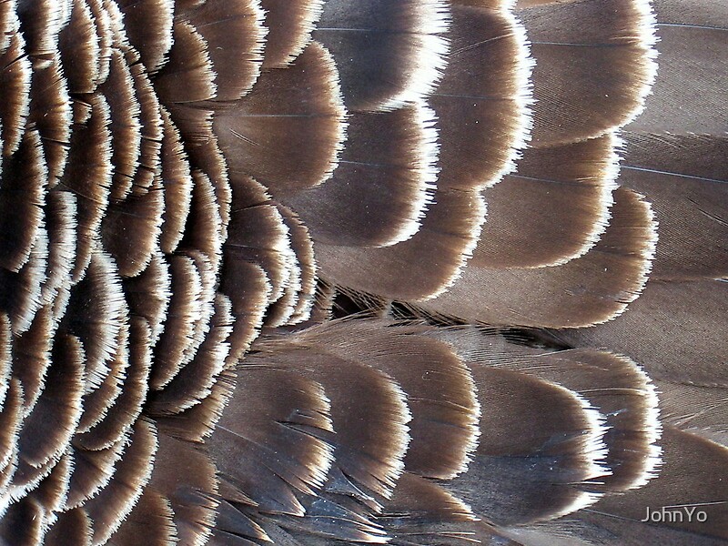 "Duck feathers" by JohnYo | Redbubble