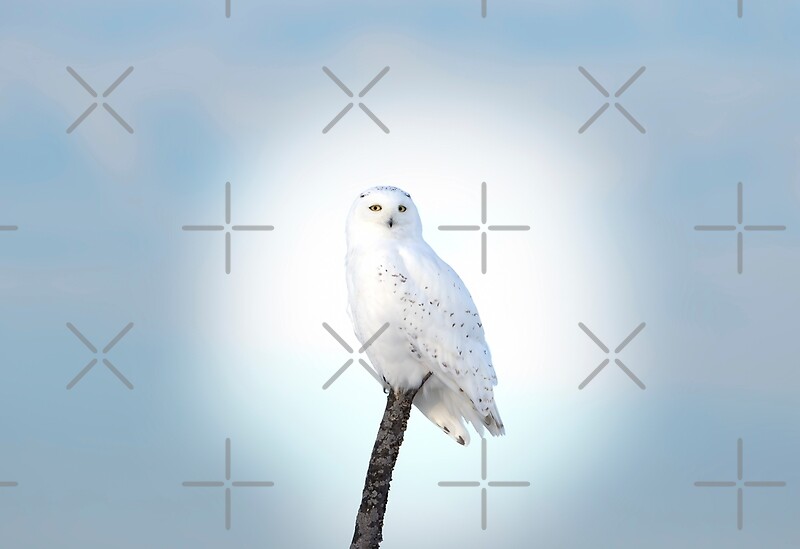 "Heavenly Snowy Owl" by Jim Cumming | Redbubble