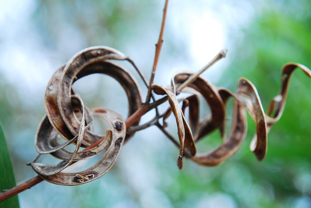 "curly seed pod" by michellary | Redbubble