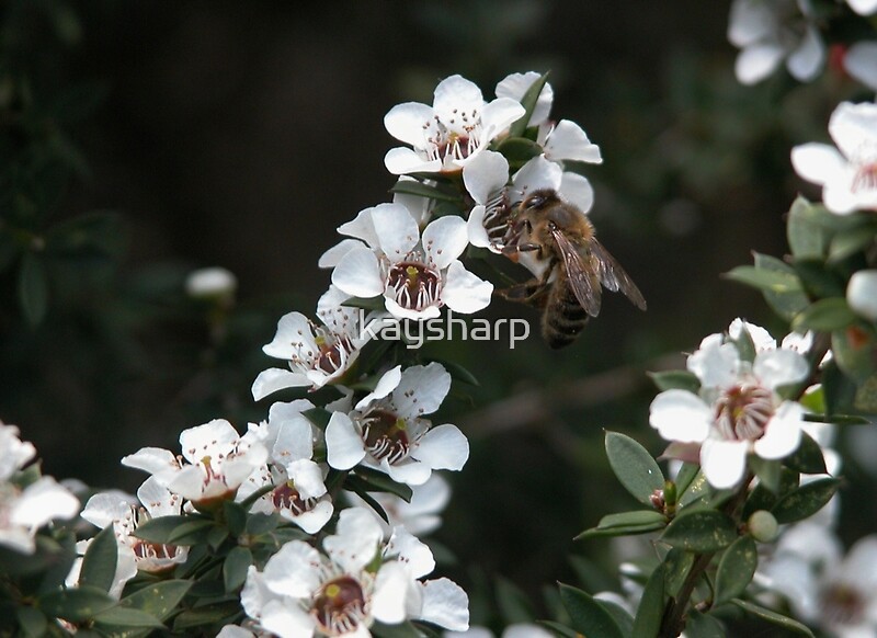 "Bee on a Tea Tree Blossom, Boat Harbour, Tasmania, Australia." by ...