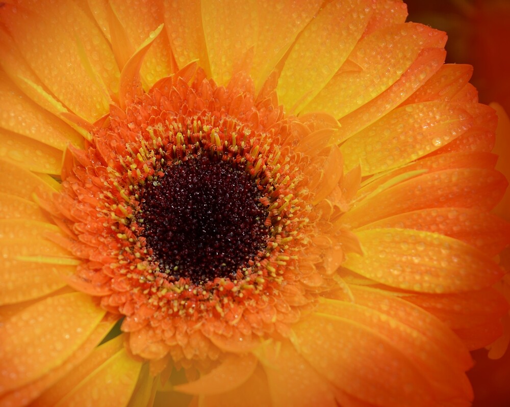 "Gerbera Fire" by Alexandra Lavizzari | Redbubble
