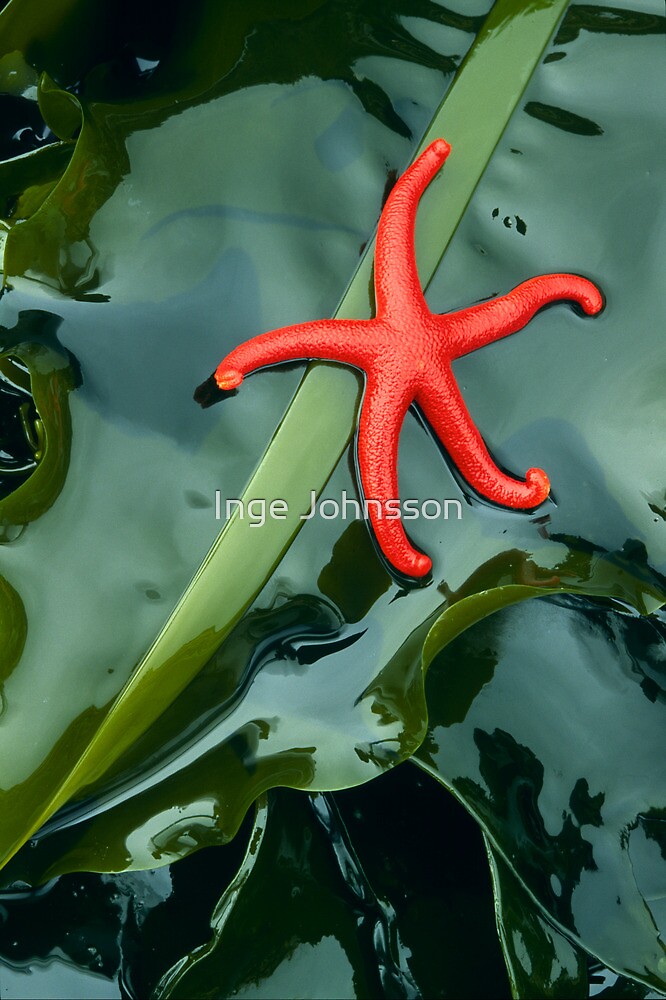 "Little Red Starfish" by Inge Johnsson | Redbubble
