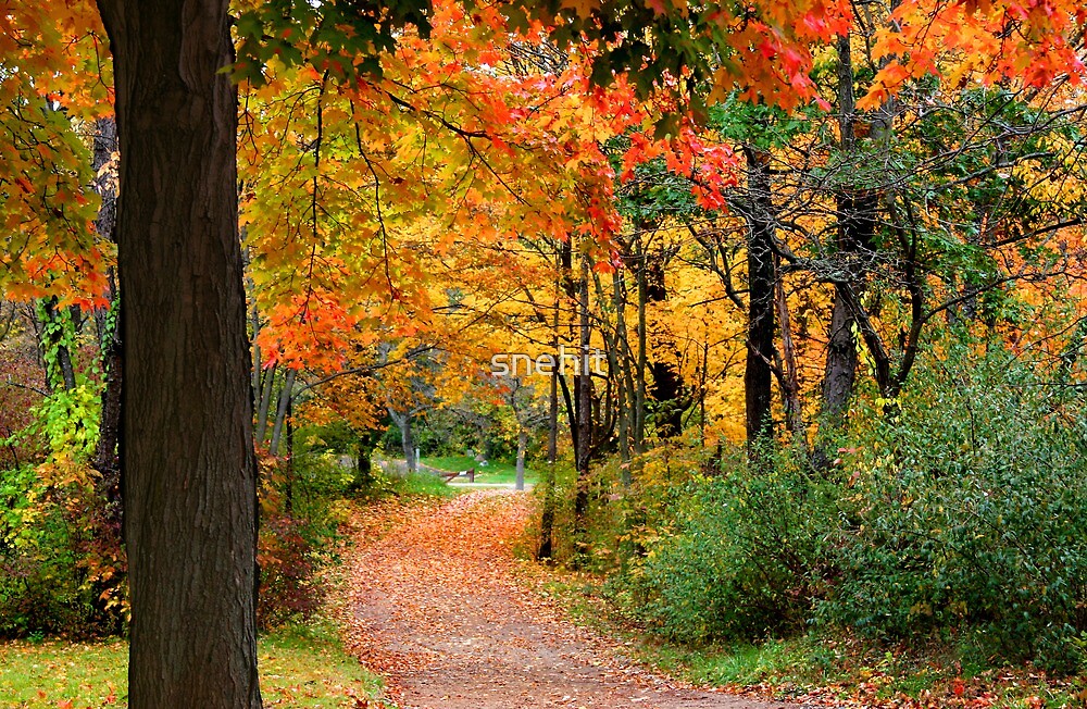 "Colorful Autumn Scene" by snehit | Redbubble
