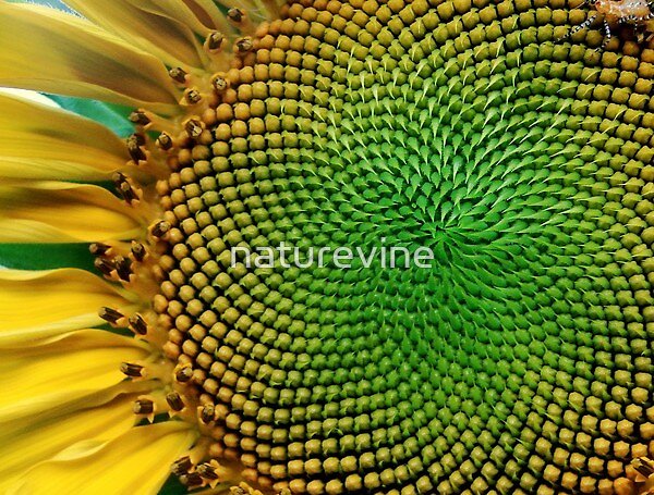 "Designer Sunflower" by naturevine | Redbubble