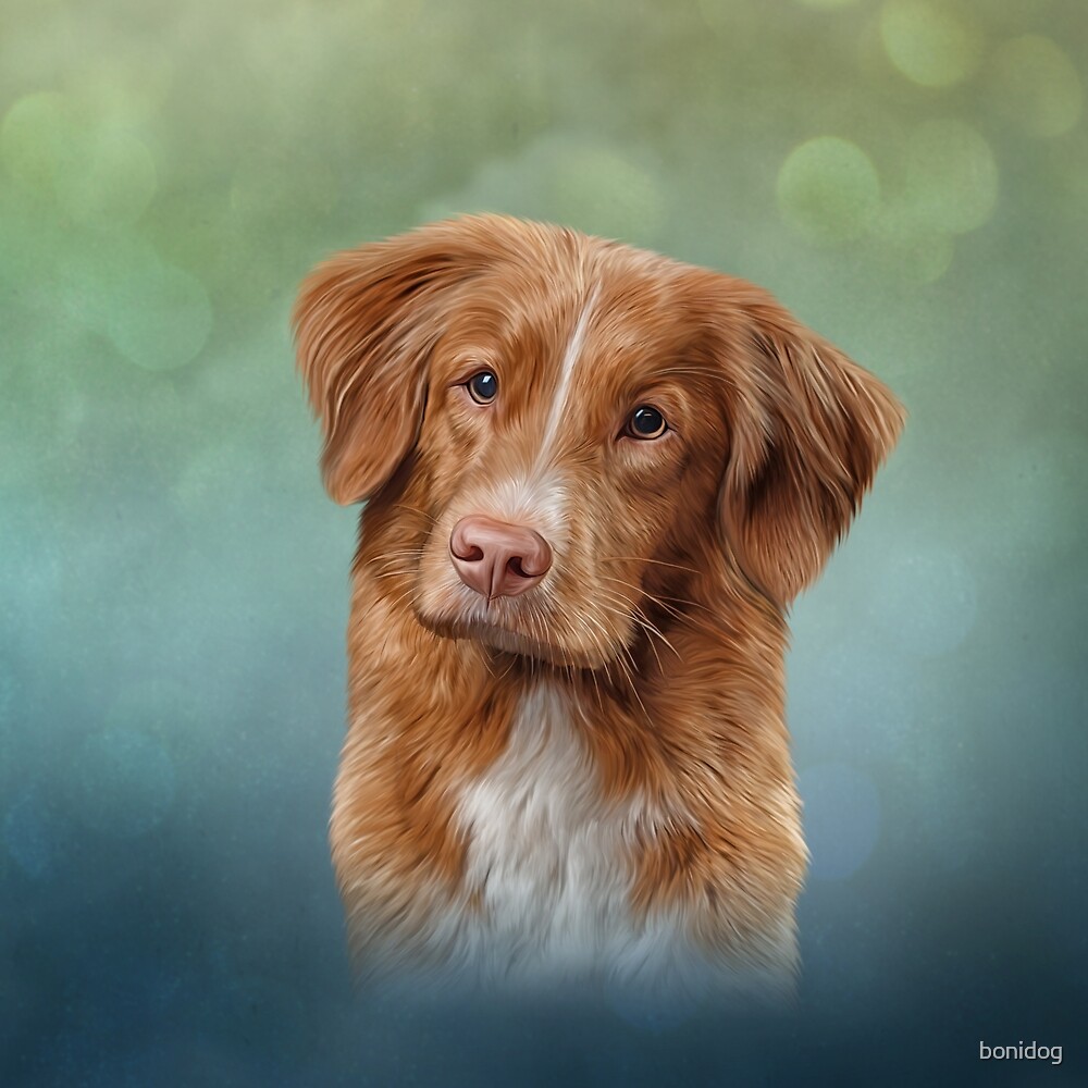"Drawing Dog Nova Scotia Duck Tolling" by bonidog | Redbubble