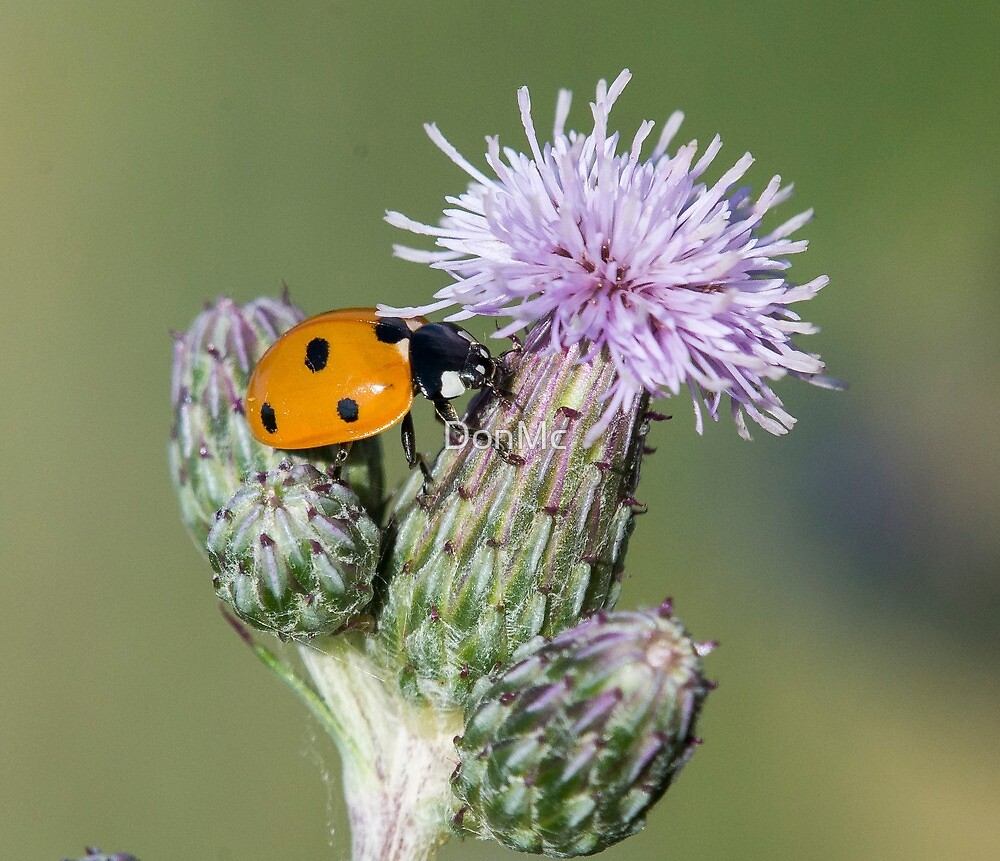 "Lady Bird Crossing" by DonMc | Redbubble