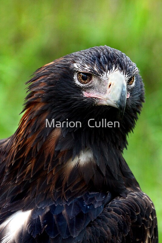 "Wedgetailed Eagle " by Marion Cullen | Redbubble