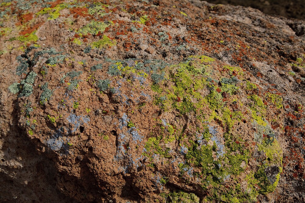 "Colorful Lichens in Arizona's Sonoran Desert" by David F Putnam ...