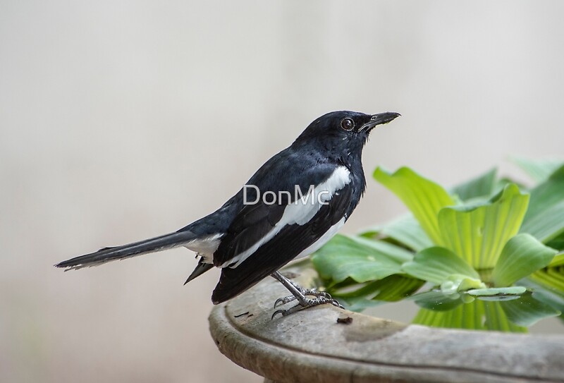 "Pied Robin on Pot" by DonMc | Redbubble