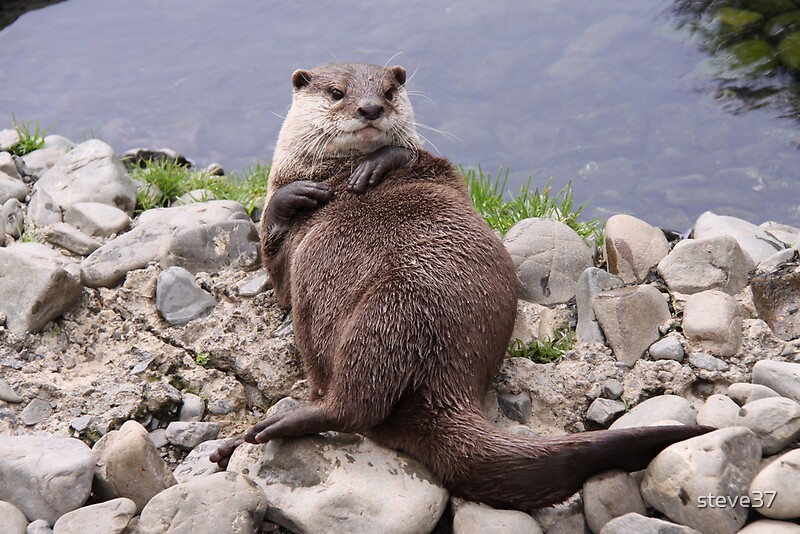 "Oriental Small clawed Otter laying back relaxing" by steve37 | Redbubble