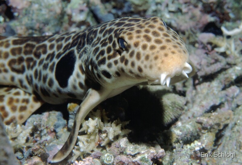 "Speckled Carpetshark" by Erik Schlogl | Redbubble