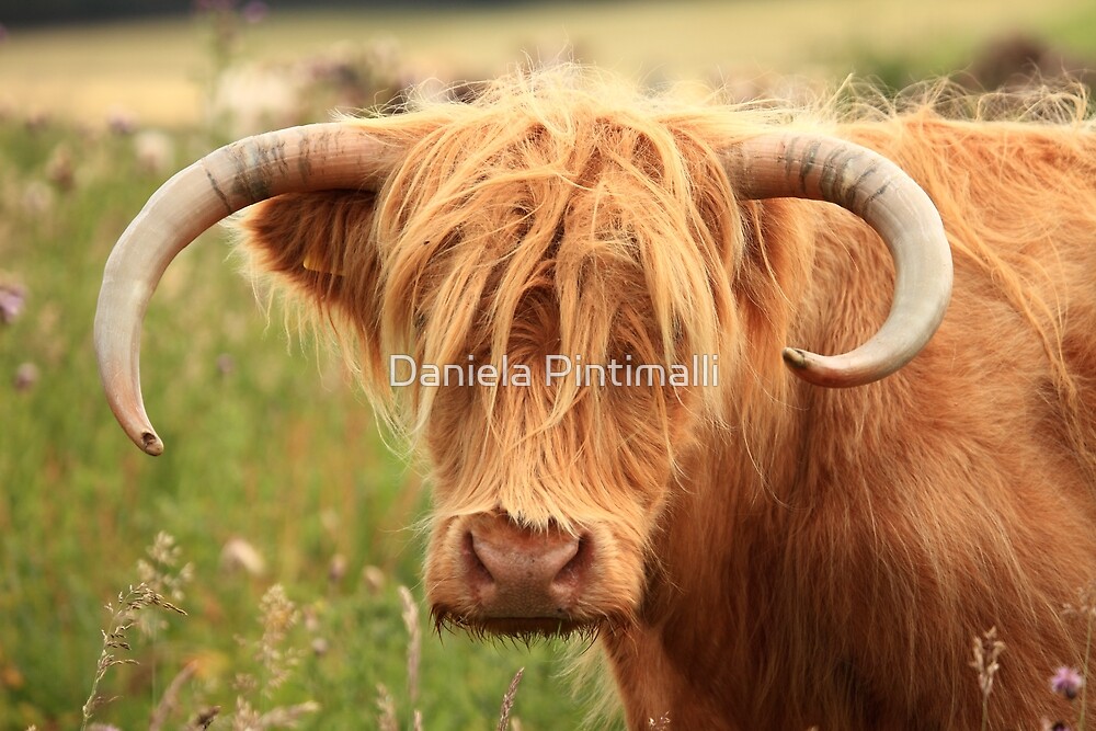 "Hieland Coo" by Daniela Pintimalli | Redbubble